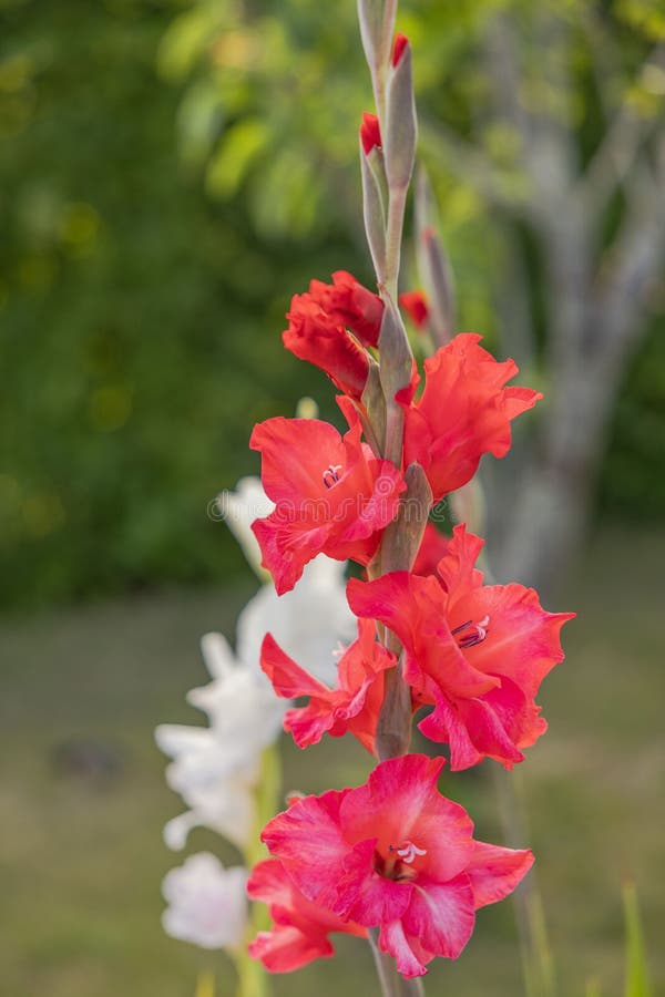 Macro View of Red Gladiolus Flowers Growing in Garden Stock Image ...