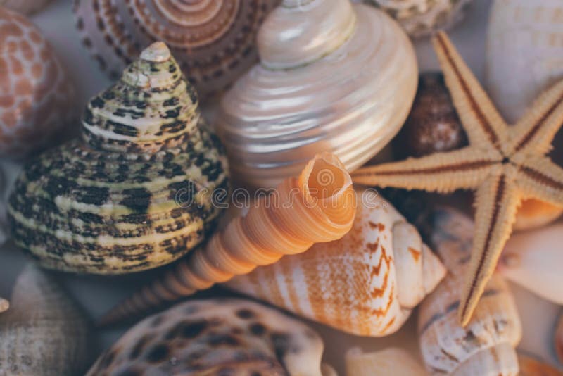 Macro View of Seashell Background. Starfish on Seashells Background ...