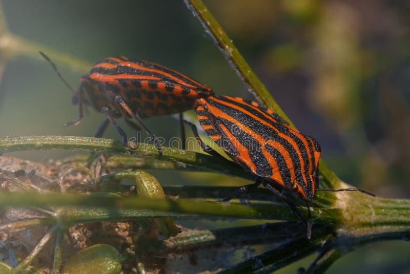 Macro View of Shield Bug Mating. Stock Image - Image of animal, leaf ...