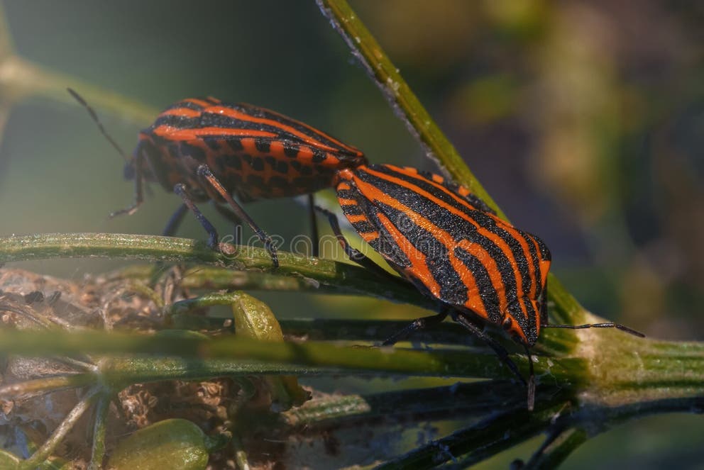 Macro View of Shield Bug Mating. Stock Image - Image of animal, leaf ...
