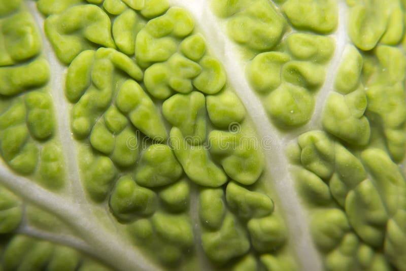 Savoy cabbage stock image. Image of plant, healthy, graphic - 144034931