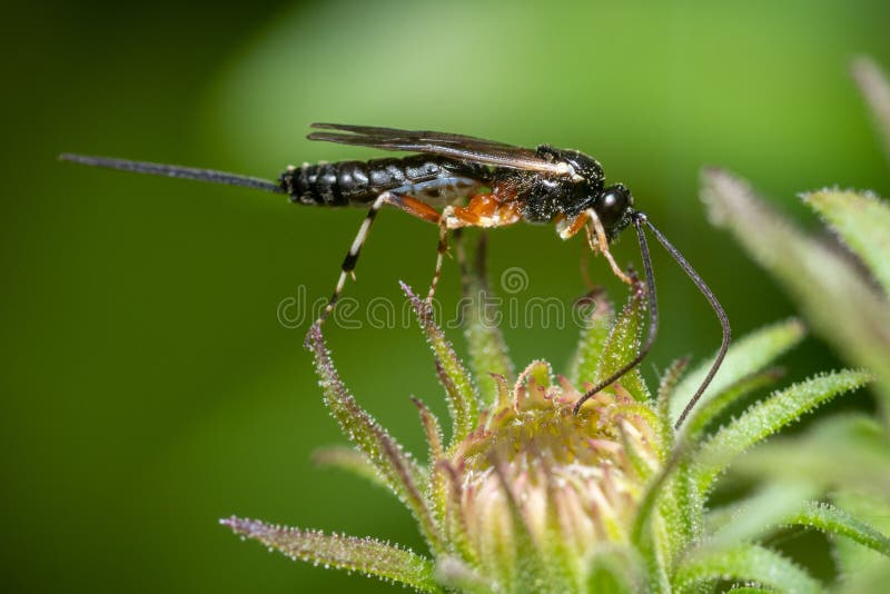 Pimpla Wasp Stock Photos - Free & Royalty-Free Stock Photos from Dreamstime