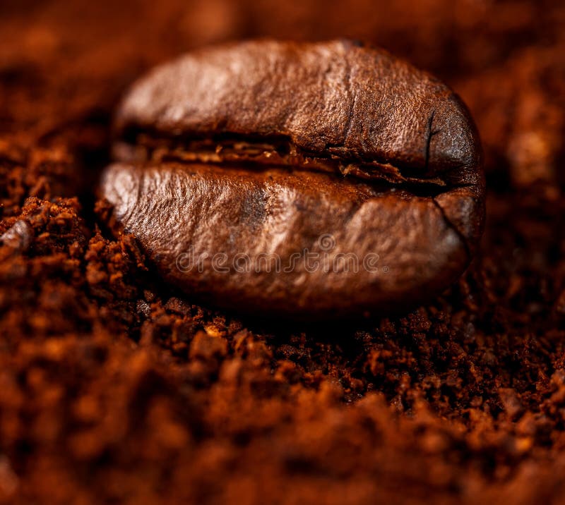 Single coffee bean stock image. Image of cappuccino - 197618847