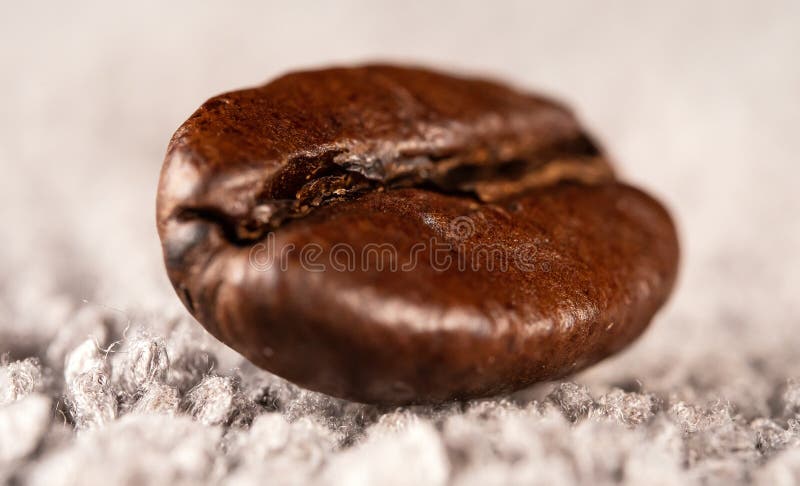 Single coffee bean stock photo. Image of agriculture, taste - 5262956