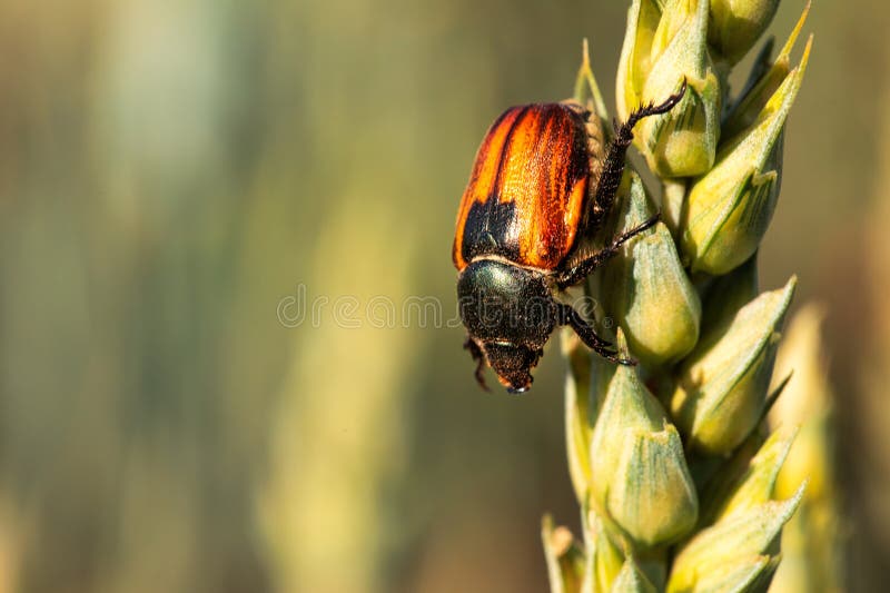 Macro View of Sitophilus Granarius: a Tiny but Destructive Pest Stock ...