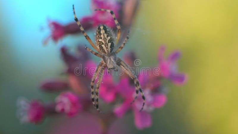 Falling Spiders Stock Photos - Free & Royalty-Free Stock Photos from ...