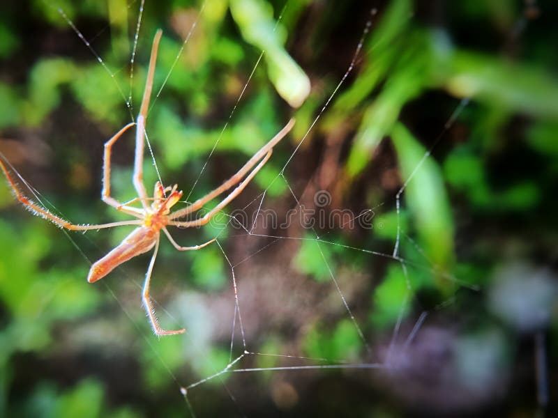 A spider is making its web stock image. Image of butterfly - 257680845