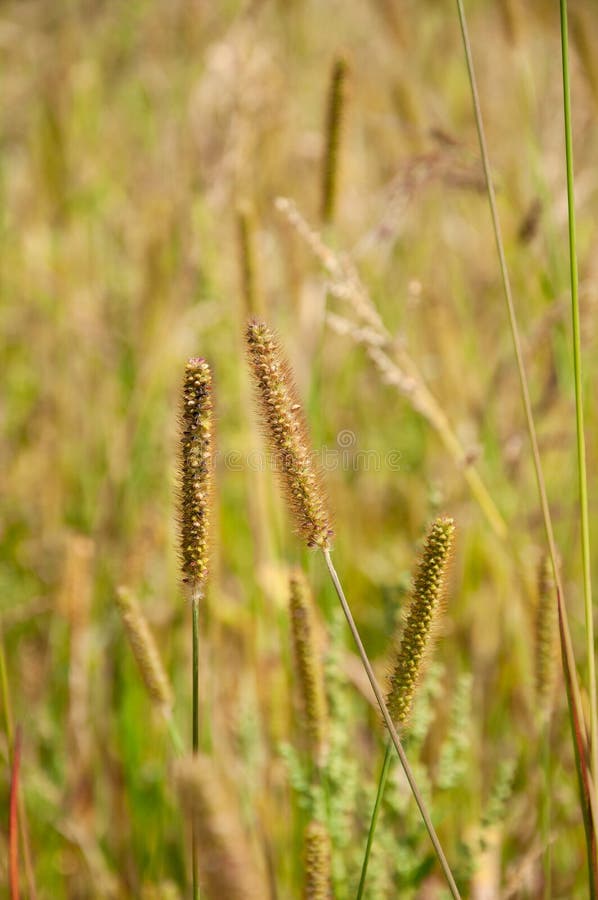 Macro View of Spikelet Plant Growing in Field Stock Image - Image of ...