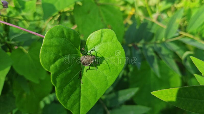 A Macro View of Stink Bug or Brochymena Bug Stock Video - Video of ...