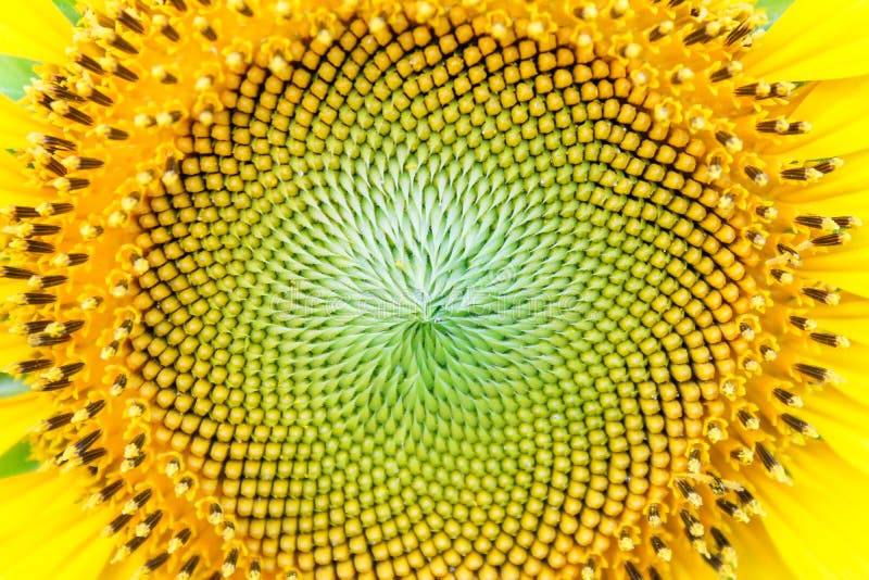 Sunflower Texture and Background. Stock Image - Image of organic ...