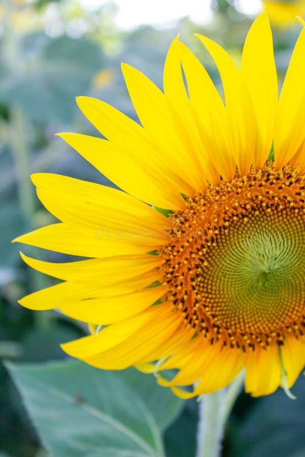 Sunflower Texture and Background. Stock Image - Image of phalaenopsis ...