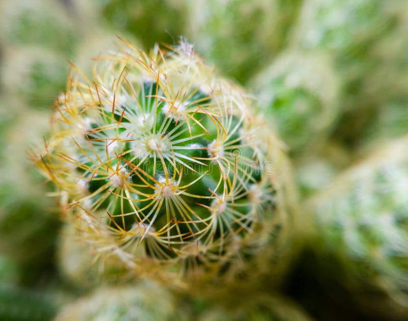 Macro View of the Top of a Prickly Cactus Stem Stock Photo - Image of ...