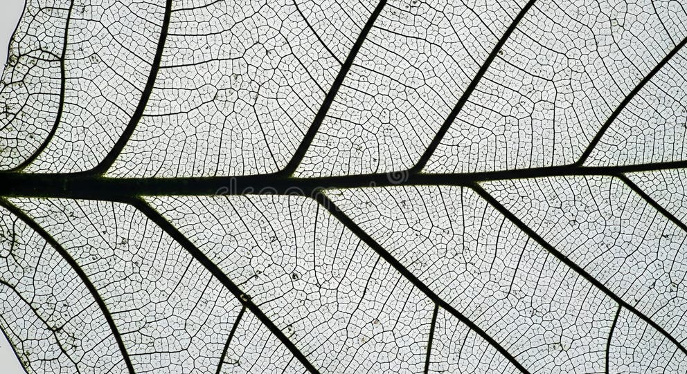 Macro View of a Translucent Leaf Skeleton Showcasing Intricate Vein ...