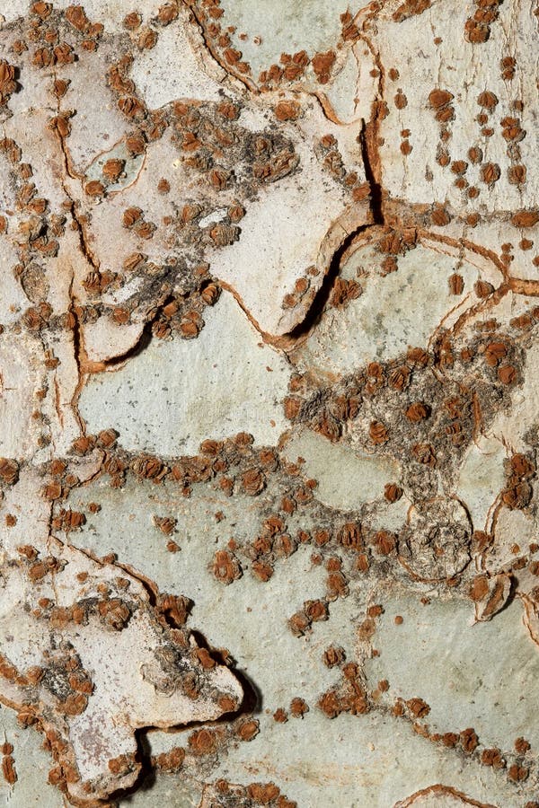 A Vertical Abstract View of Tree Bark Cracking from a Tree. Stock Image ...