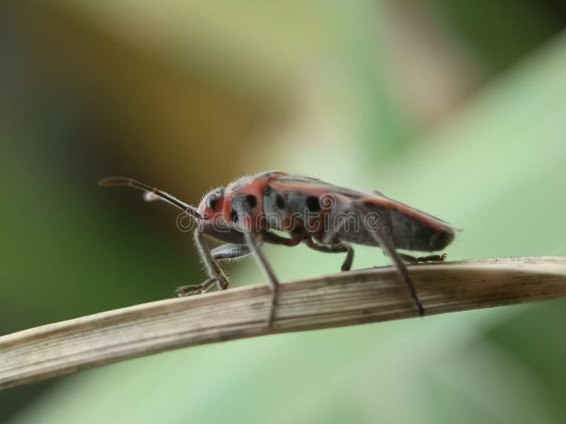 Macro View of True Bug on Green, Ideal for Biodiversity, Entomology ...
