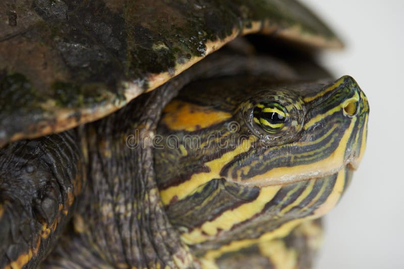 Macro view on turtle eye stock photo. Image of copy - 151894398