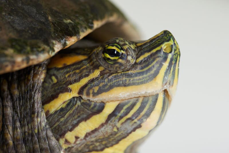 Macro view on turtle head stock photo. Image of green - 158955716