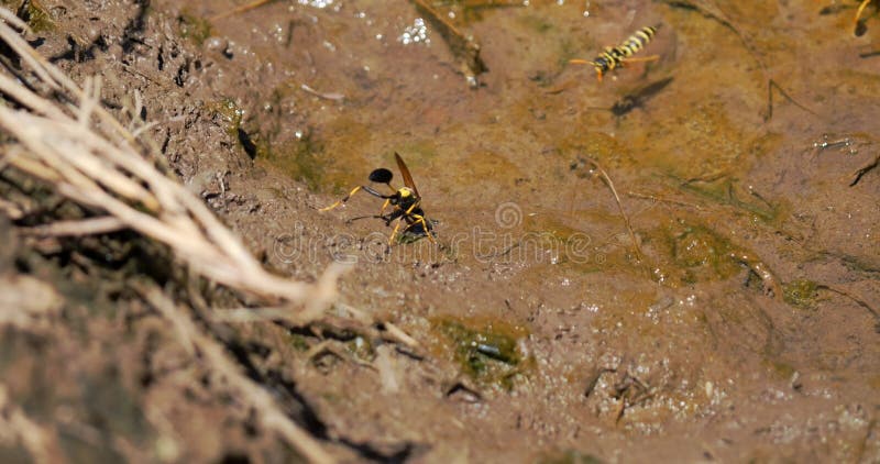 Macro View of Two Bees Playing with Each Other in the Mud Stock Footage ...