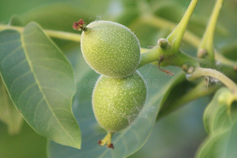Macro View of Two Green Walnuts Hanging from the Tree Branch with ...