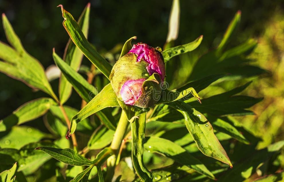 Macro View of an Unfolding Red Peony Flower Bud with Raindrops in ...