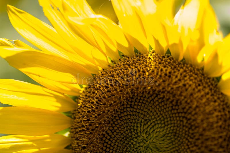 Macro View of the Upper Half of a Sunflower Stock Photo - Image of ...