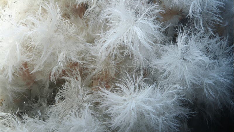 Macro View of Vibrant Feathers Under a Microscope Intricate Details and ...