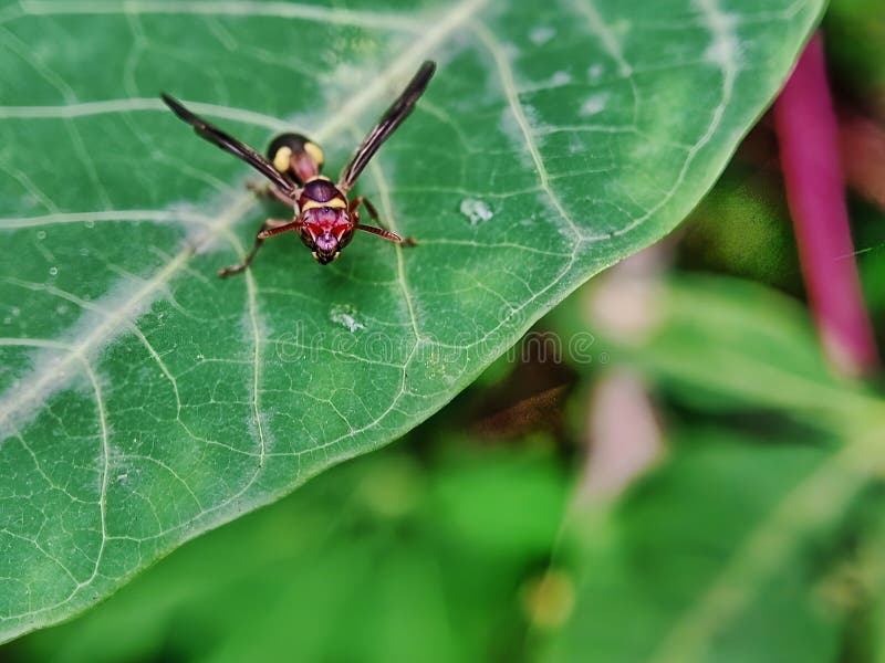 A wasp on a leaf stock photo. Image of beetle, garden - 257680880