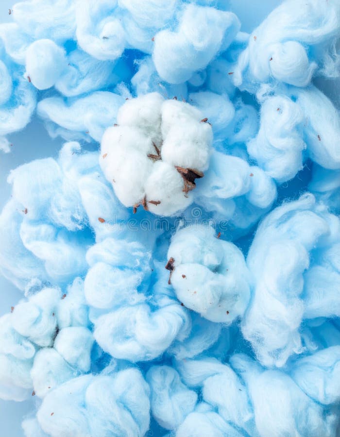 Macro View of White Cotton Fluff with Light Blue Cotton Background ...
