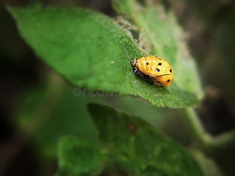A Yellow Ladybug Walking on Leaves Stock Image - Image of isolated ...