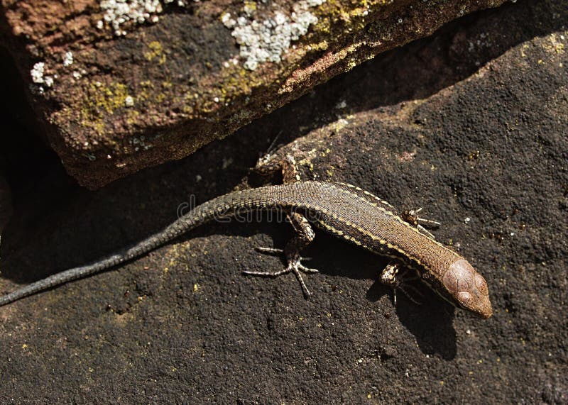 Closeup of a wall lizard stock image. Image of green - 155968665