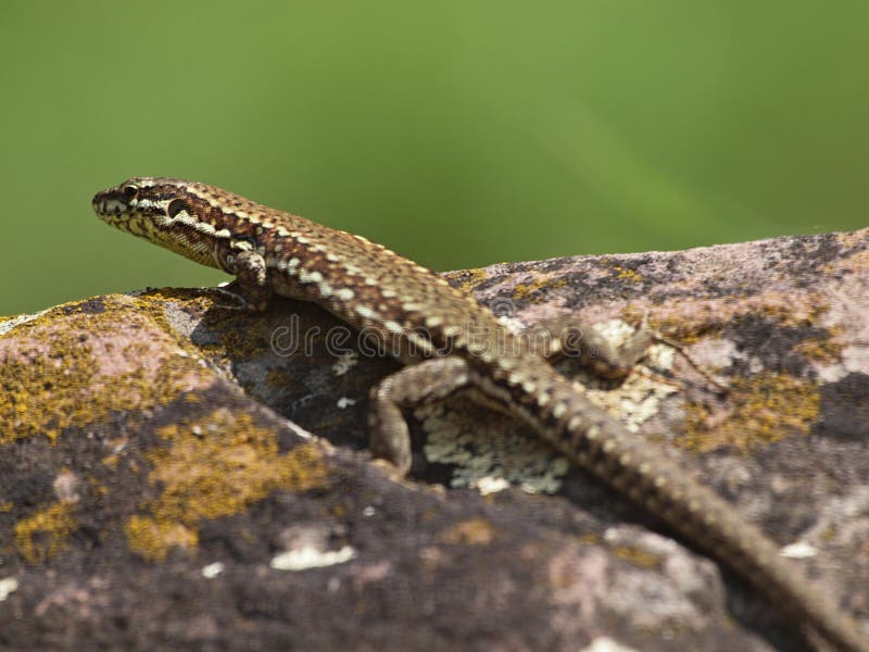 Closeup of a wall lizard stock photo. Image of environment - 155968810