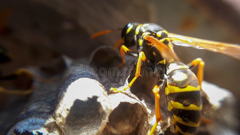 Macro Wasp Build Wasp Nest - Home. Danger Insects Stock Image - Image ...