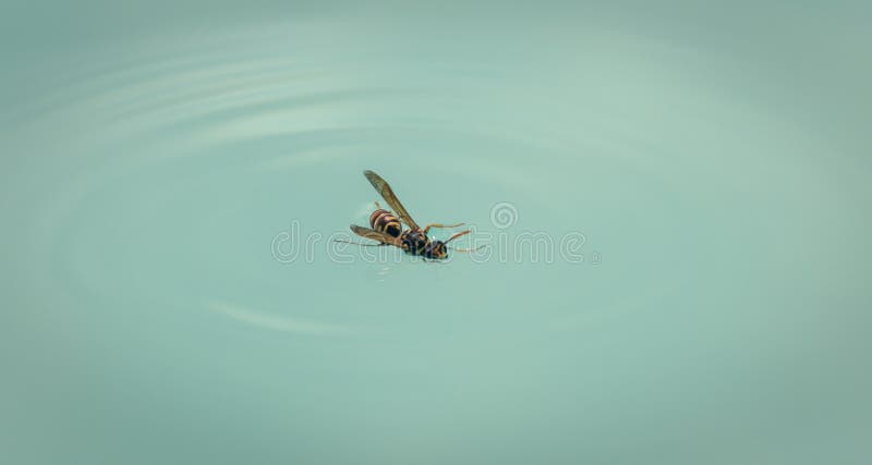 Macro of Wasp in Pool Truggling Not To Drown Stock Photo - Image of ...