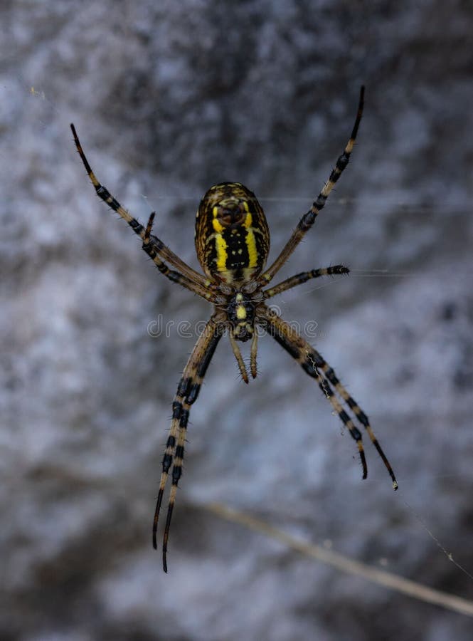 Macro of a Wasp Spider on a Web Stock Photo - Image of garden, wasp ...