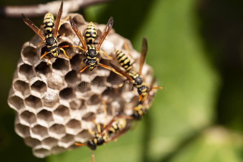 Macro of Wasp - Vespula Vulgaris Stock Photo - Image of predator, rust ...