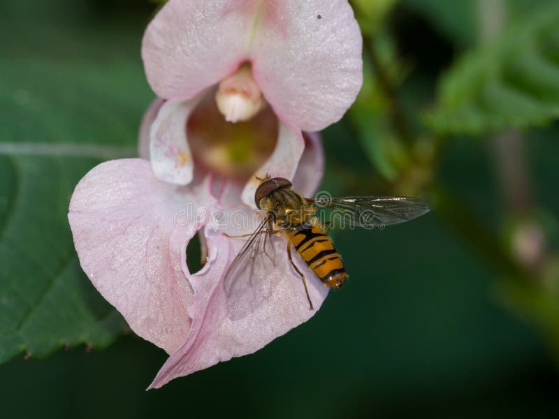 Macro of Wasp on Wild Flower Stock Image - Image of colors, stripes ...