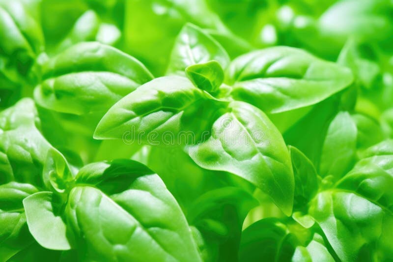 Macro of Water Crystals on Hydroponically Grown Basil Leaf Stock Photo ...