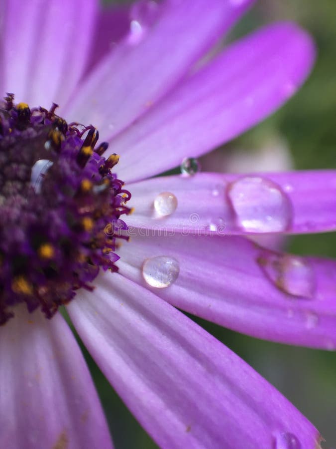 Macro Water Dews on Flower Surface Vertical Frame Stock Photo - Image ...