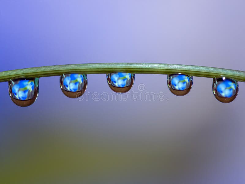 Macro of Water Drop Droplets on a Plant Stork with a Photo of a Flower ...