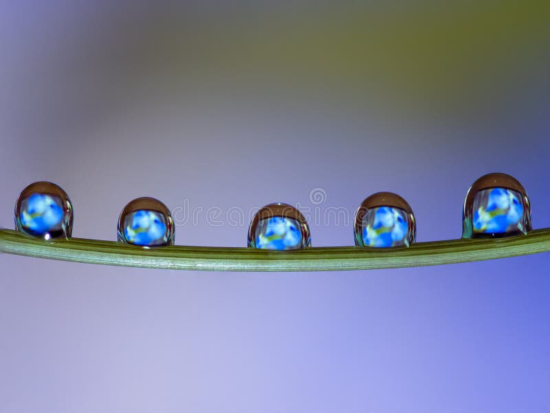 Macro of Water Drop Droplets on a Plant Stork with a Photo of a Flower ...