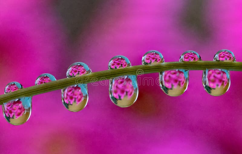 Macro of Water Drop Droplets on a Plant Stork with a Photo of a Flower ...