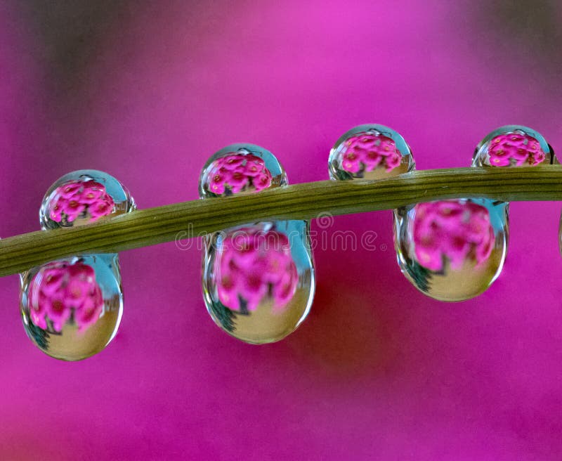 Macro of Water Drop Droplets on a Plant Stork with a Photo of a Flower ...