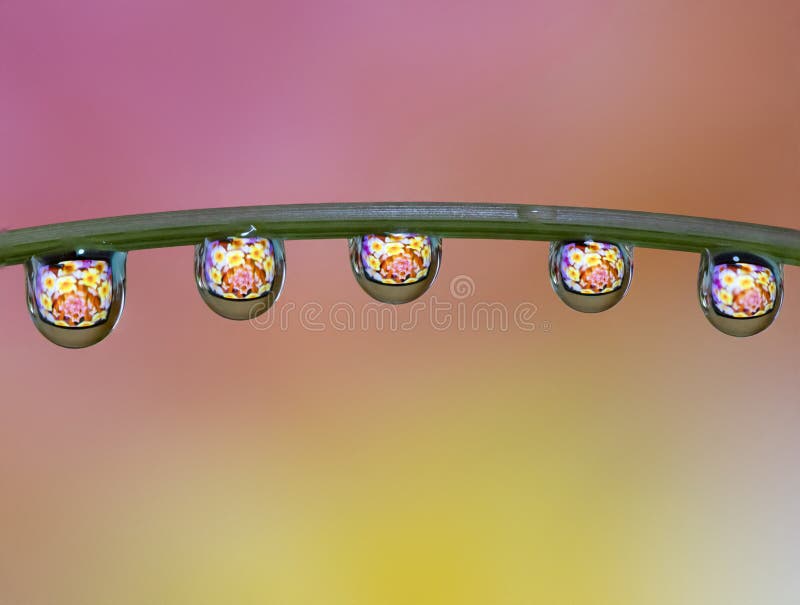 Macro of Water Drop Droplets on a Plant Stork with a Photo of a Flower ...