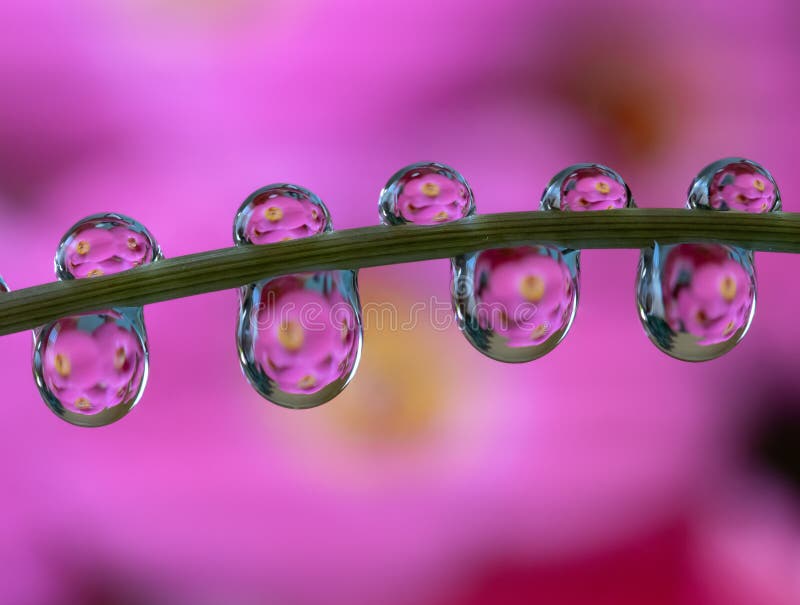 Macro of Water Drop Droplets on a Plant Stork with a Photo of a Flower ...