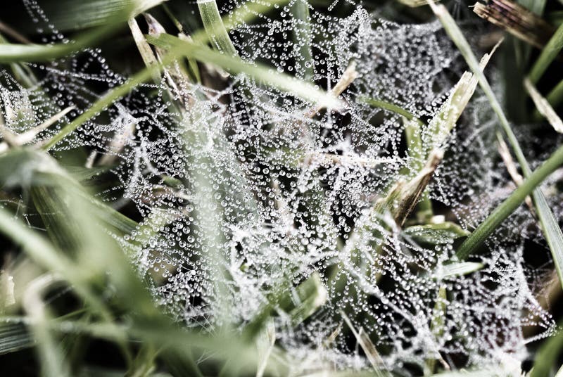 Macro - Water Drop on Spider Web in the Morning. Stock Image - Image of ...