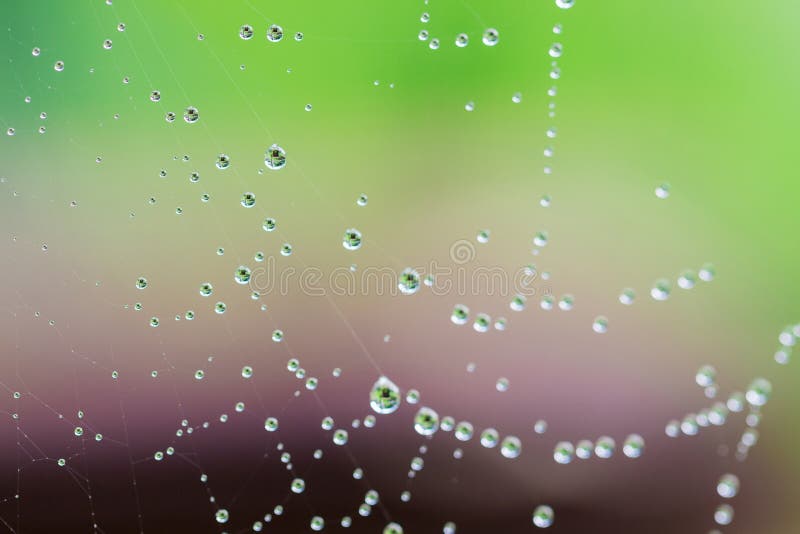 Macro - Water Drop on Spider Web Stock Image - Image of dewdrop, grass ...