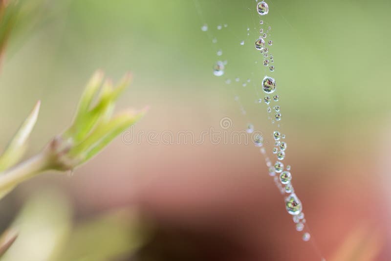 Macro - Water Drop on Spider Web Stock Image - Image of morning, rain ...