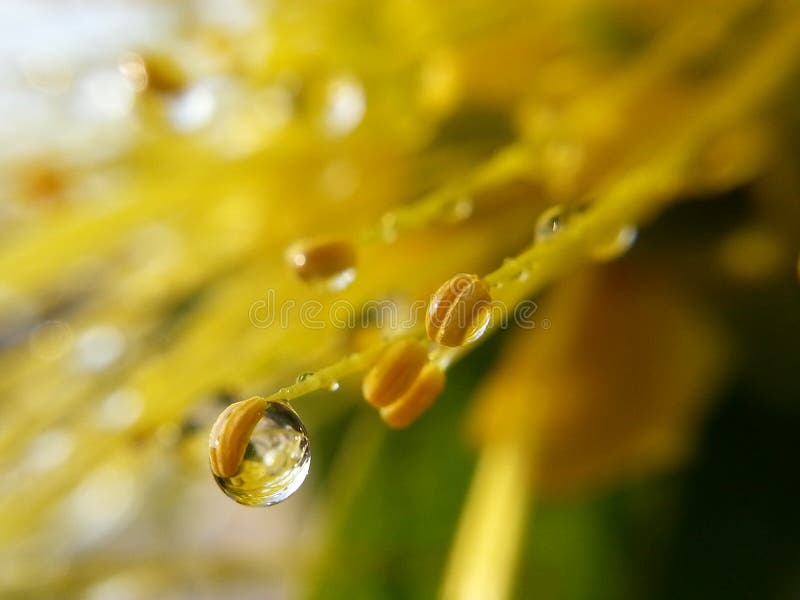 Macro of Water Drop on Yellow Flower Stock Photo - Image of water ...