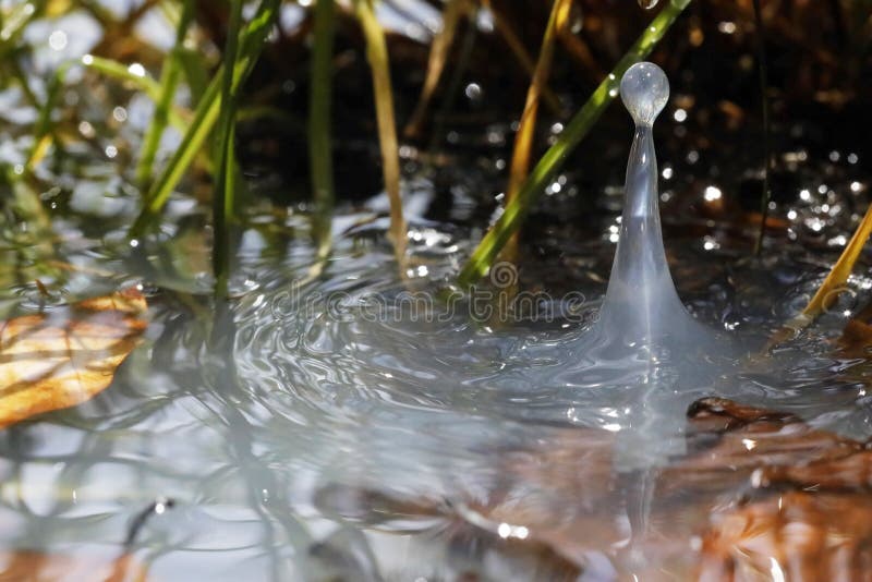 Macro of water droplets stock photo. Image of green - 248555544