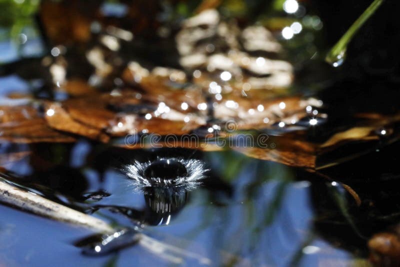 Macro of water droplets stock photo. Image of clear - 248556146